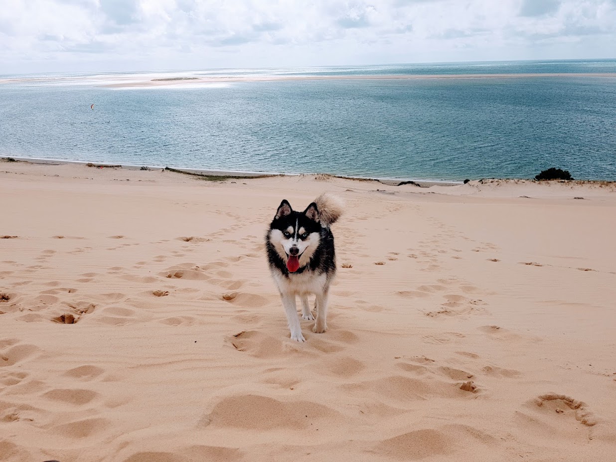 Le Pomsky : son histoire, ses caractéristiques, son caractère - L'Envol ...