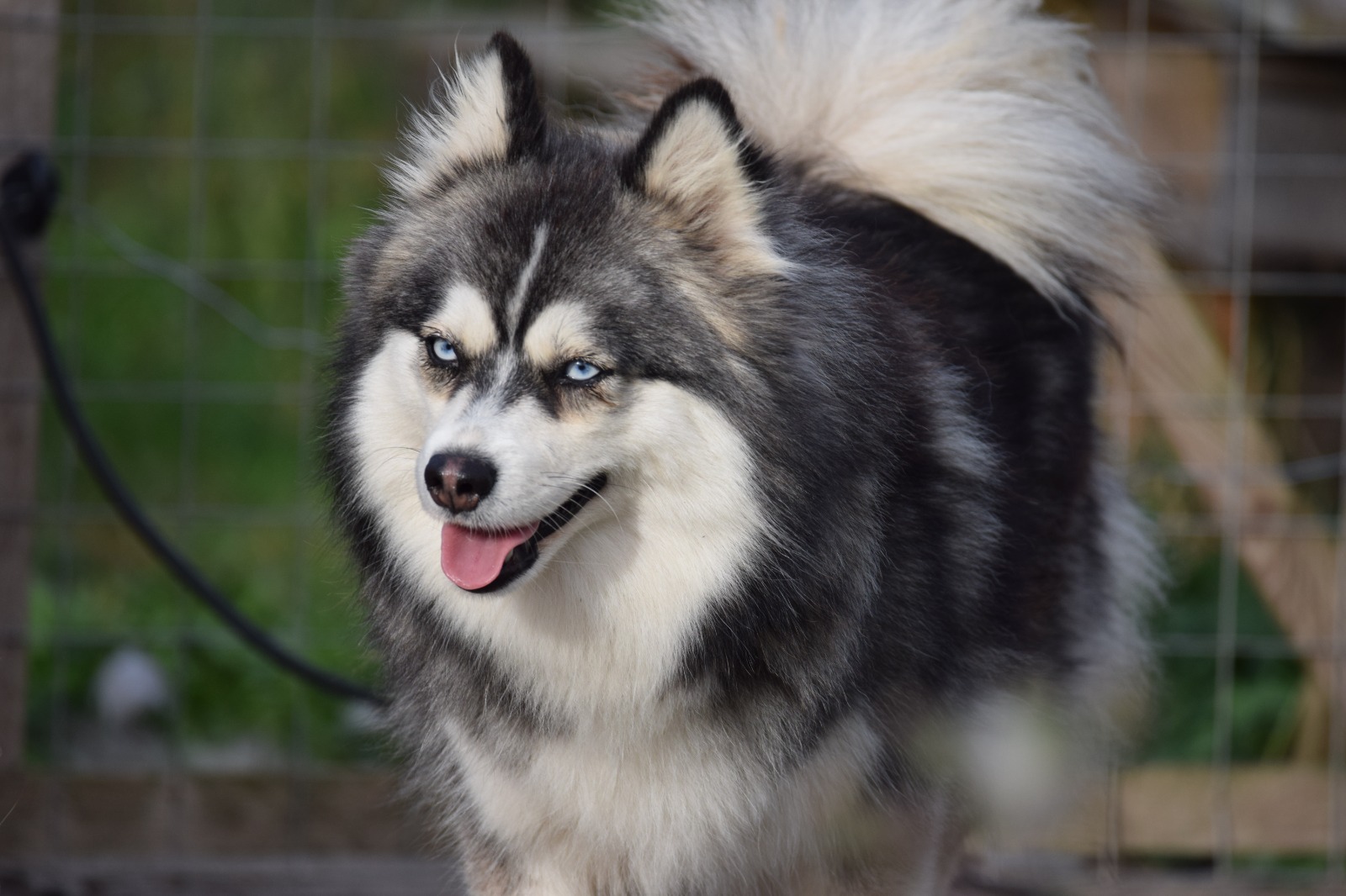 Chiots pomskys disponibles à vendre - L'Envol Pomsky