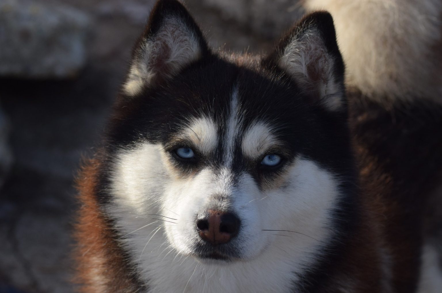 Chiots pomskys disponibles à vendre - L'Envol Pomsky