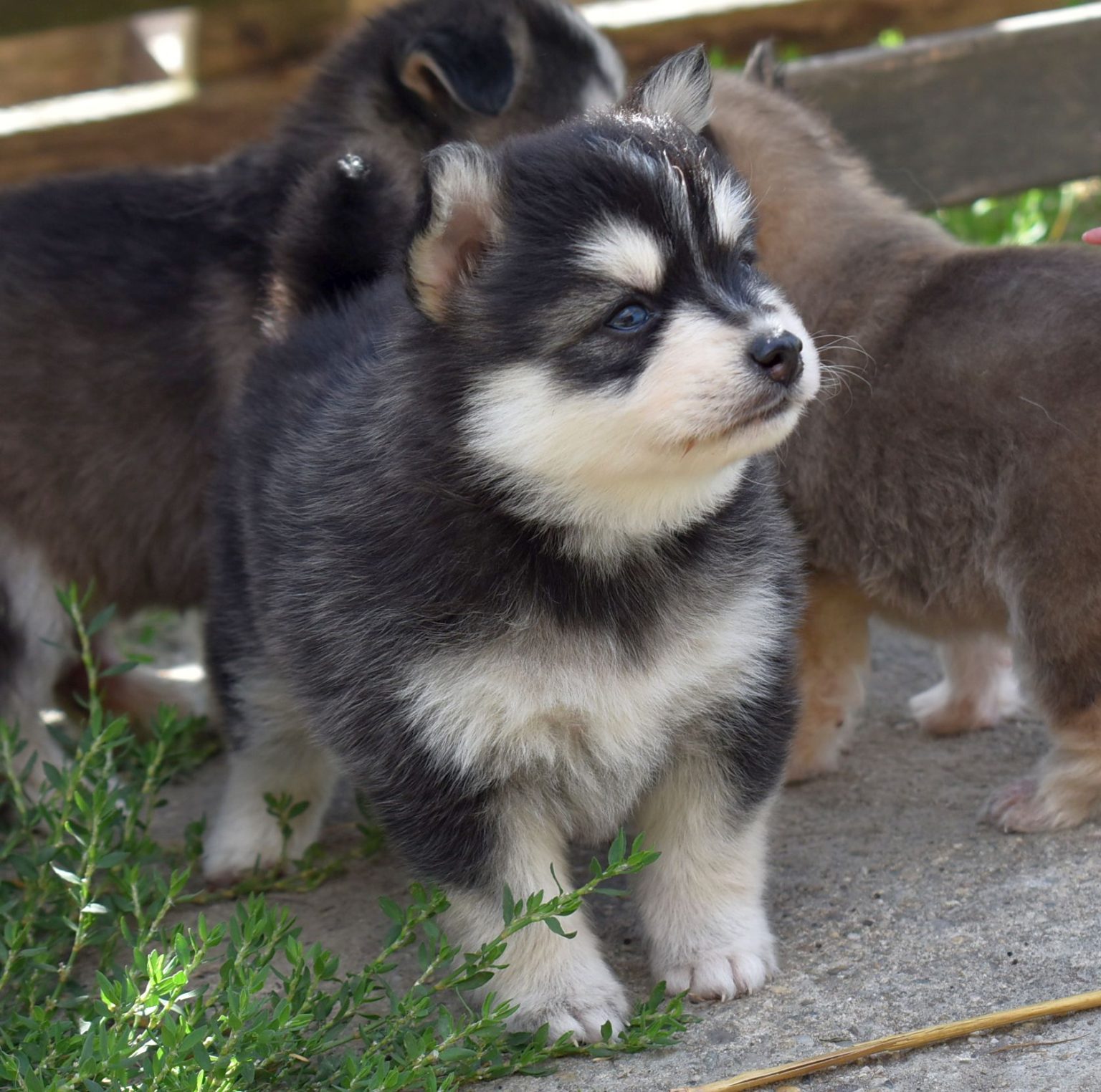 Chiots pomskys disponibles à vendre - L'Envol Pomsky