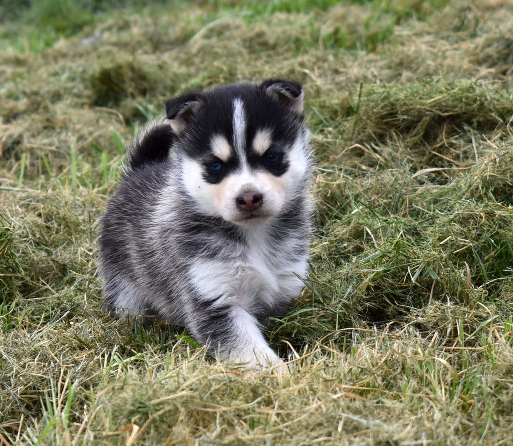 Chiots pomskys disponibles à vendre - L'Envol Pomsky