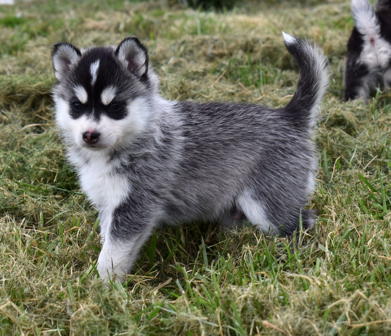 Chiots pomskys disponibles à vendre - L'Envol Pomsky