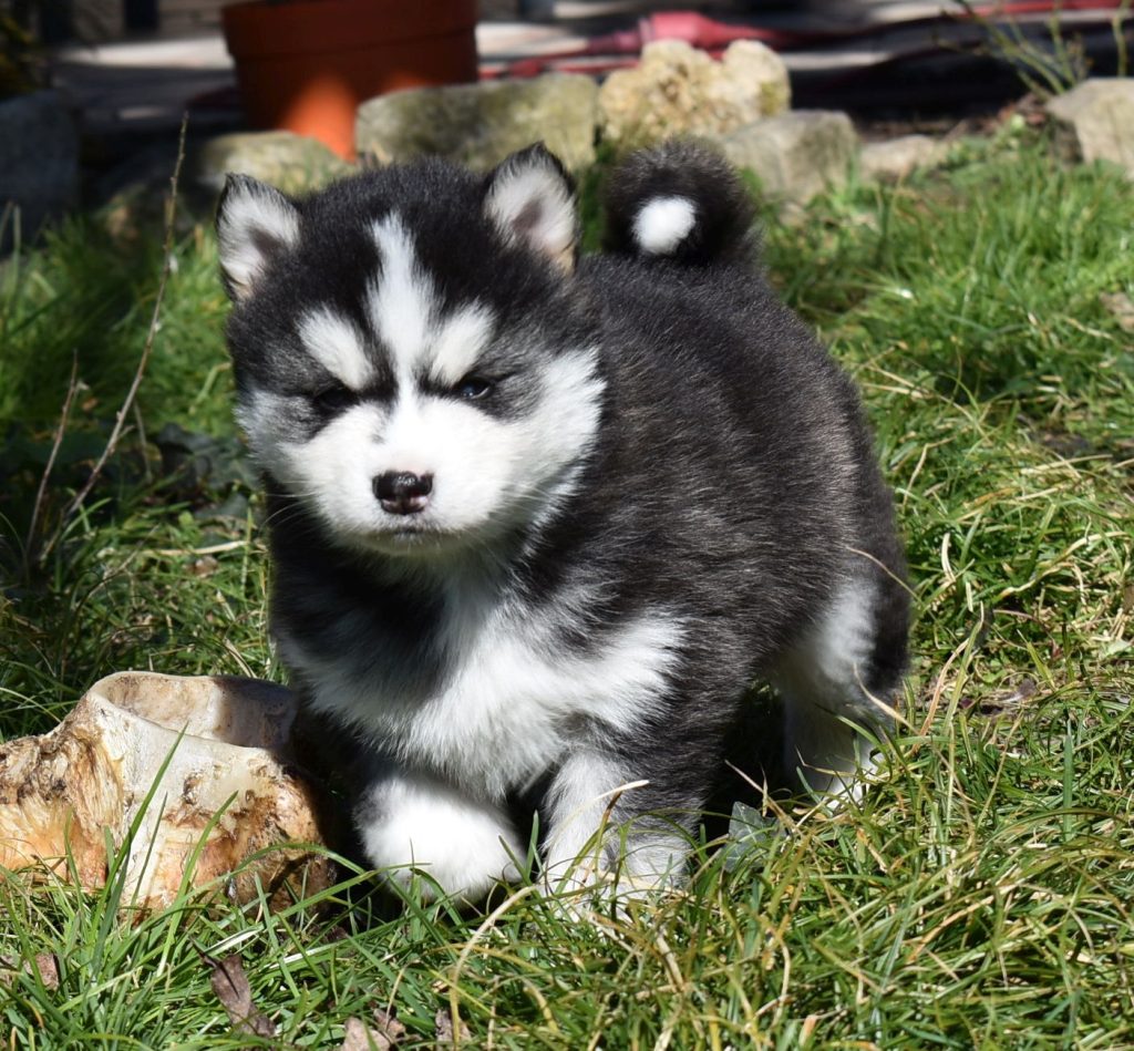 Chiots pomskys disponibles à vendre - L'Envol Pomsky