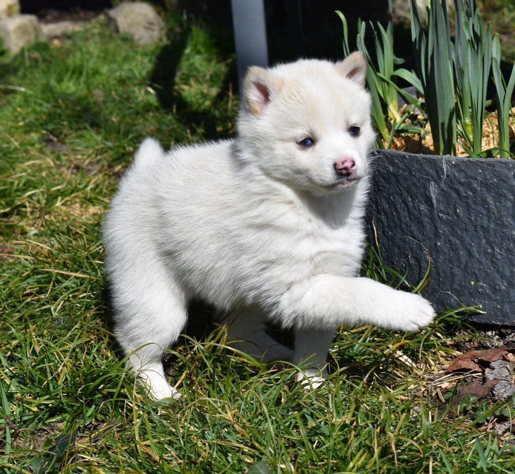 Chiots pomskys disponibles à vendre - L'Envol Pomsky