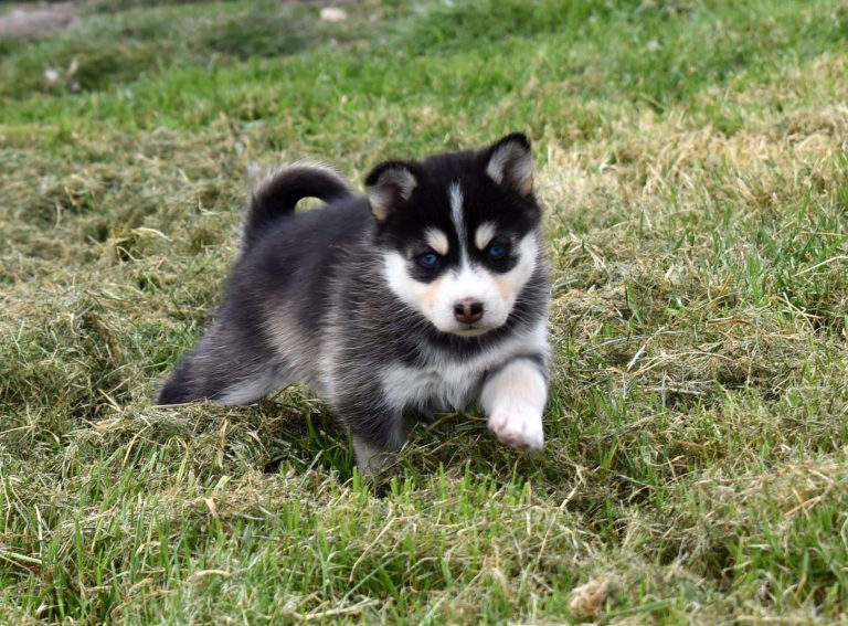 Chiots pomskys disponibles à vendre - L'Envol Pomsky