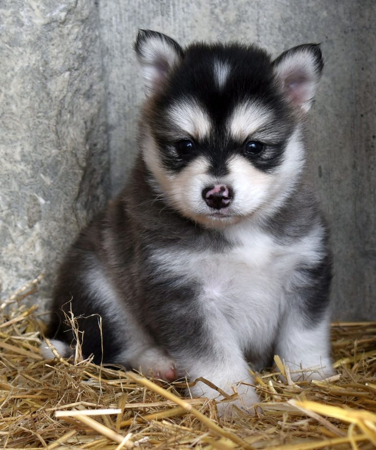 Chiots pomskys disponibles à vendre - L'Envol Pomsky