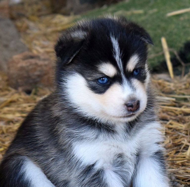 Chiots pomskys disponibles à vendre - L'Envol Pomsky