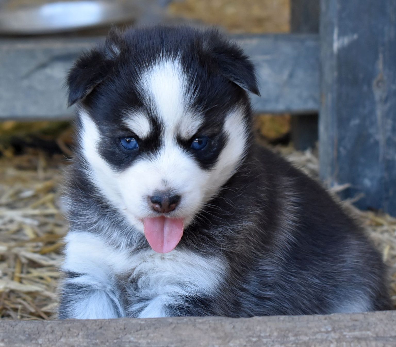 Chiots pomskys disponibles à vendre - L'Envol Pomsky