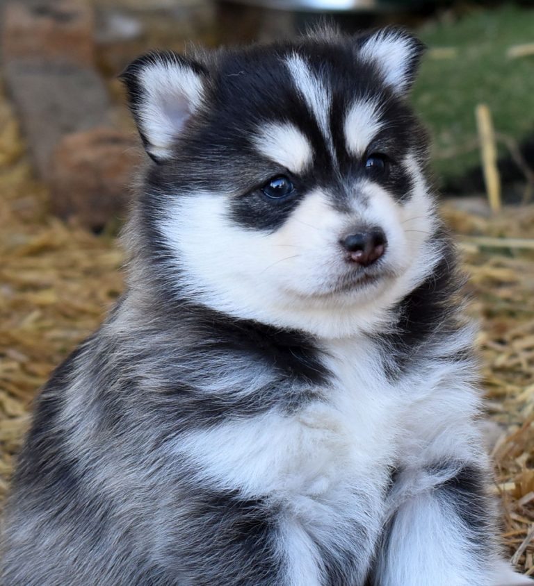 Chiots pomskys disponibles à vendre - L'Envol Pomsky