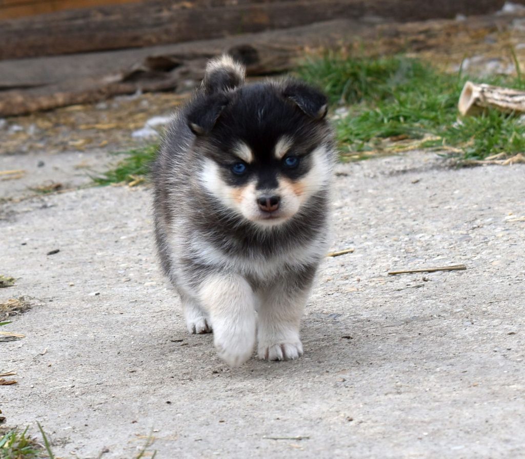 Chiots pomskys disponibles à vendre - L'Envol Pomsky