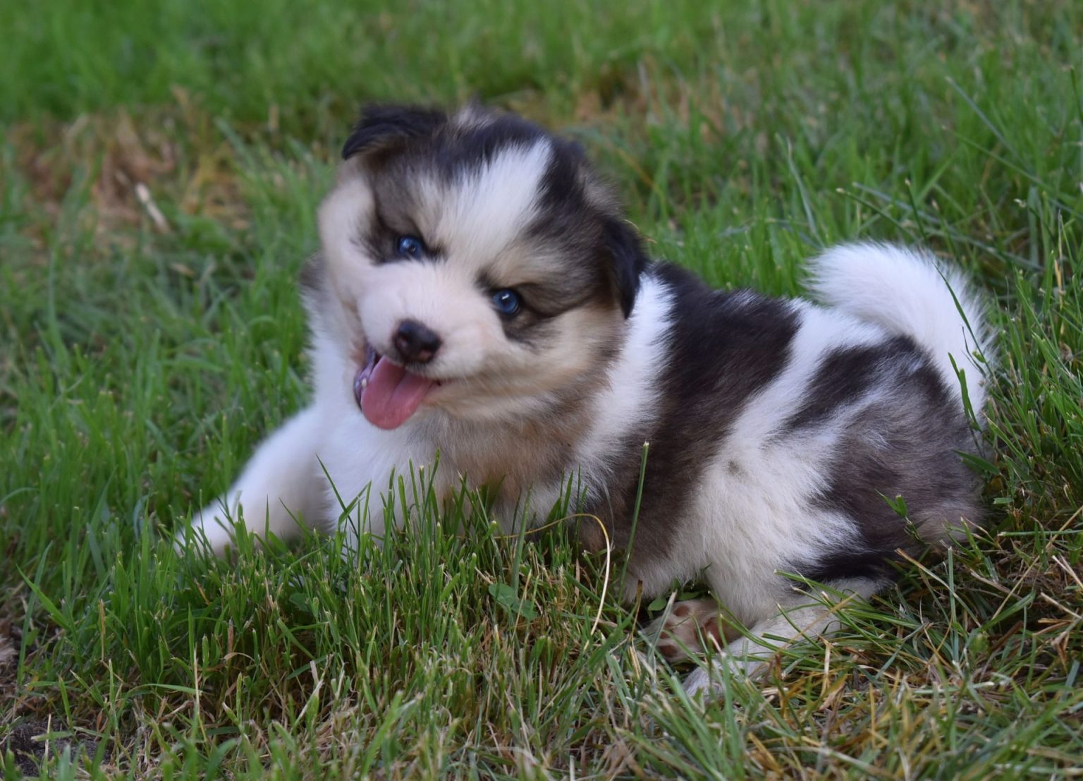 Chiots pomskys disponibles à vendre - L'Envol Pomsky