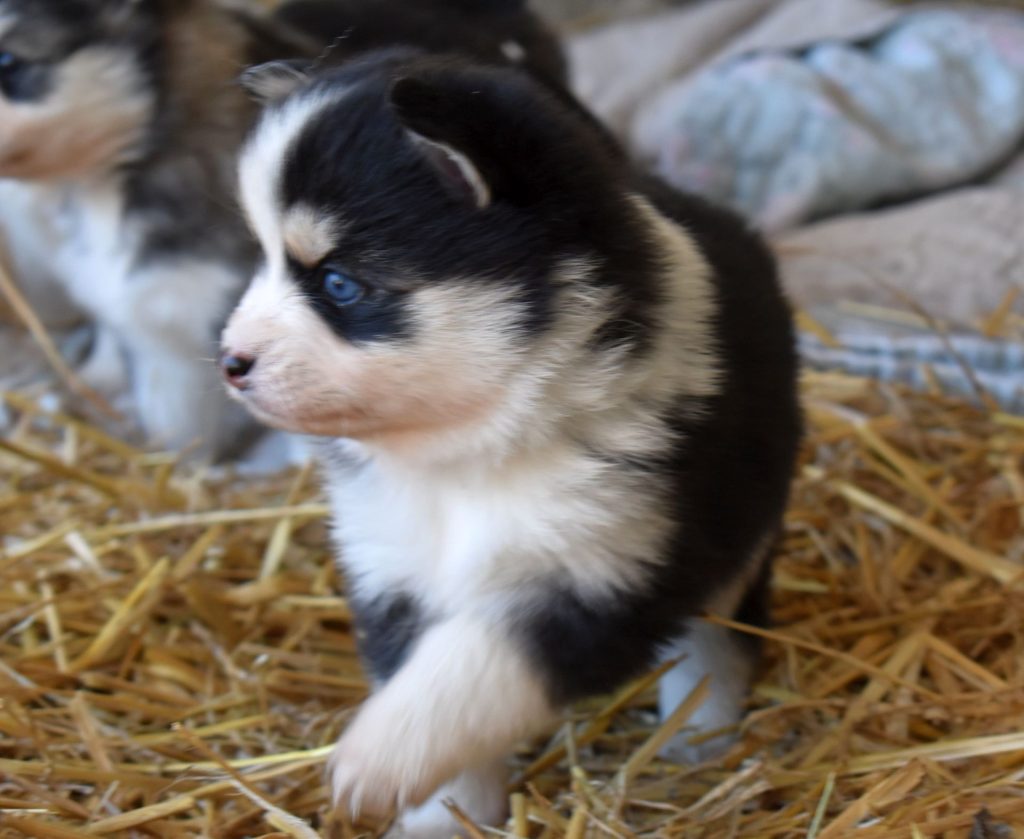 Chiots pomskys disponibles à vendre - L'Envol Pomsky