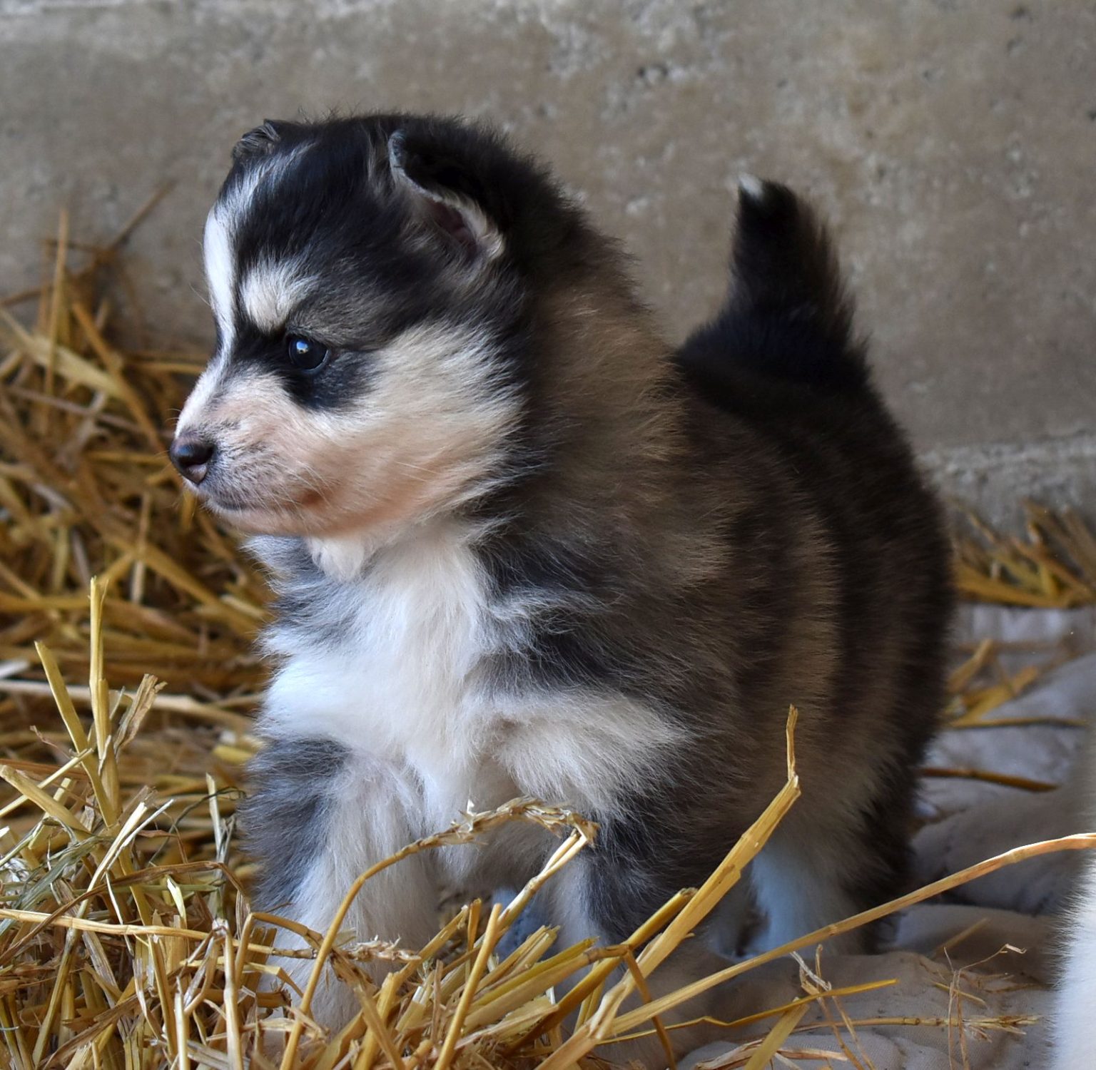 Chiots pomskys disponibles à vendre - L'Envol Pomsky