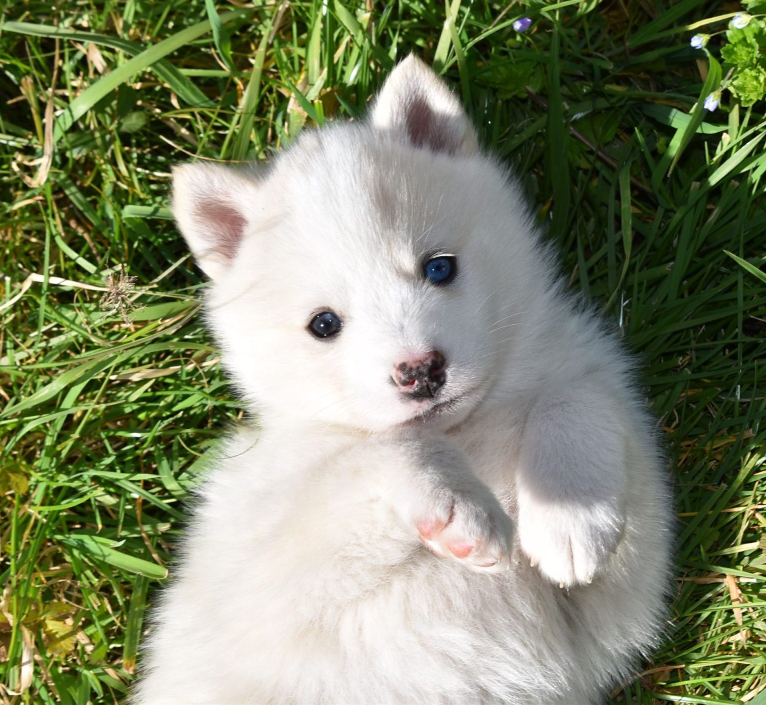 Chiots pomskys disponibles à vendre - L'Envol Pomsky