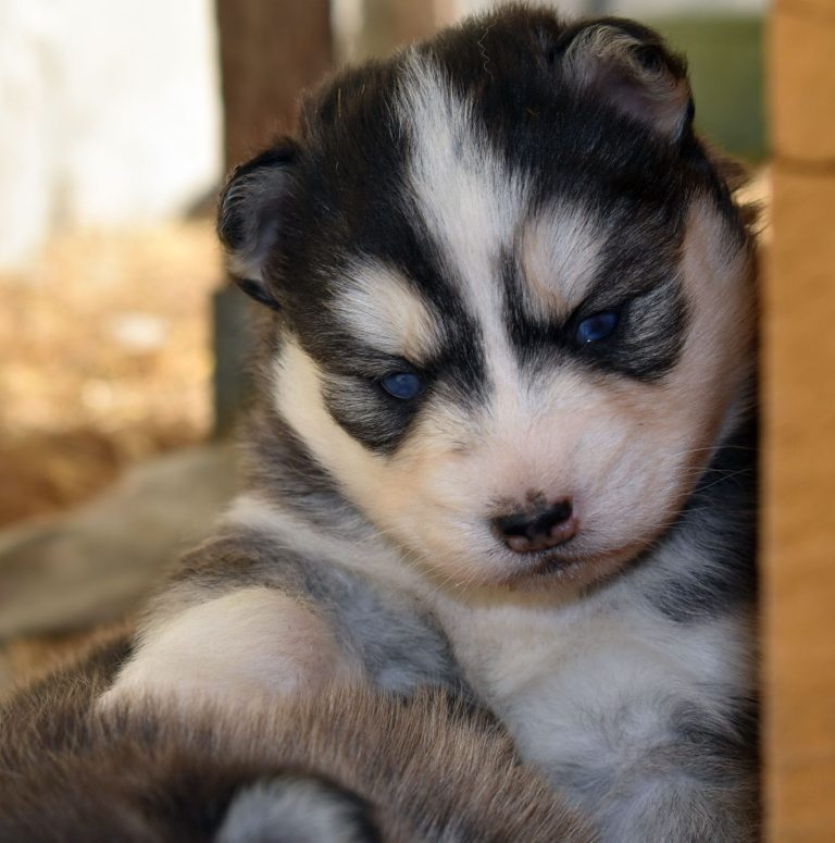 Chiots pomskys disponibles à vendre - L'Envol Pomsky