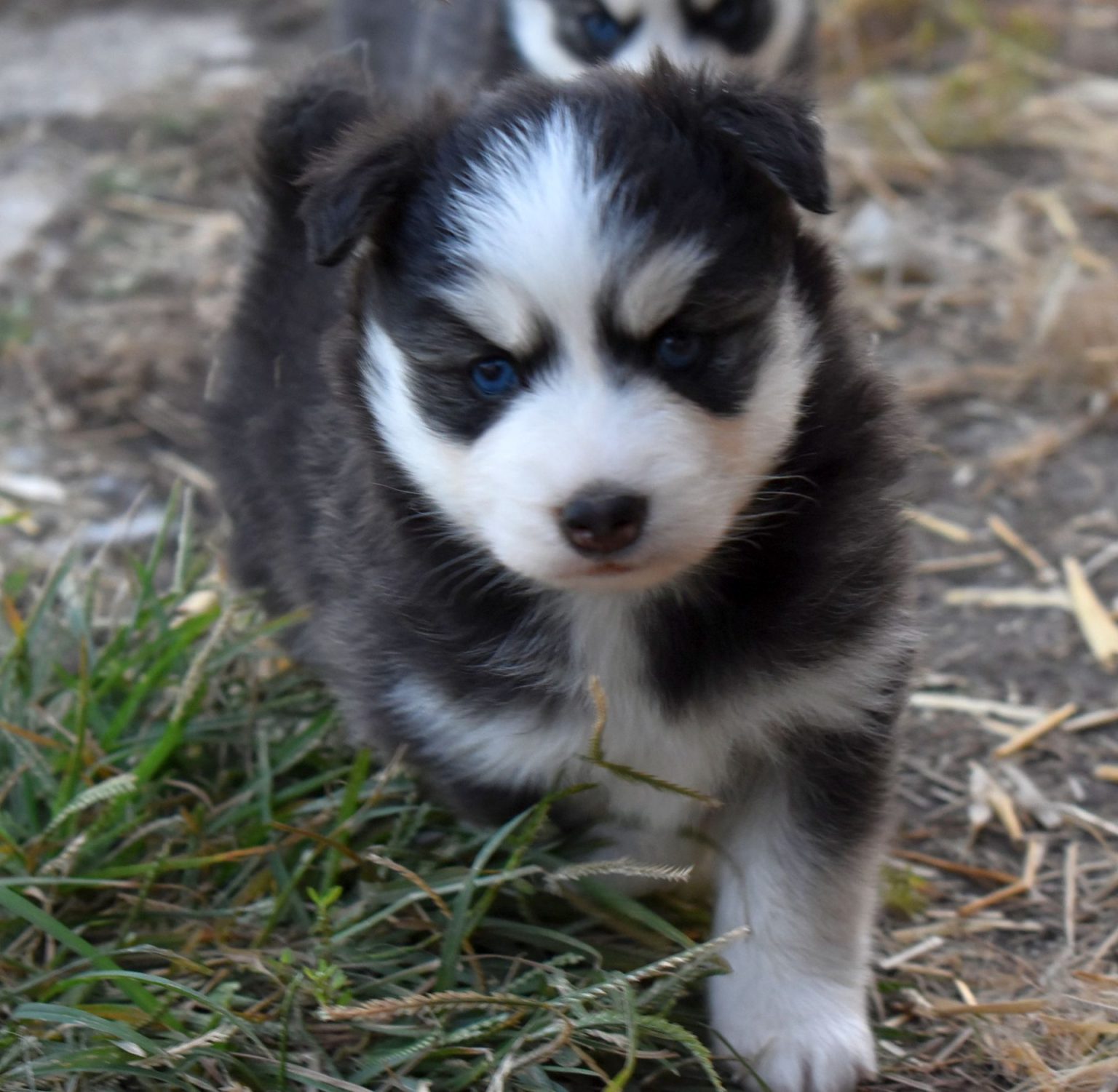 Chiots pomskys disponibles à vendre - L'Envol Pomsky