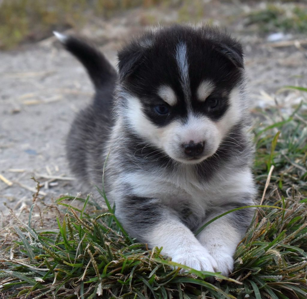 Chiots pomskys disponibles à vendre - L'Envol Pomsky