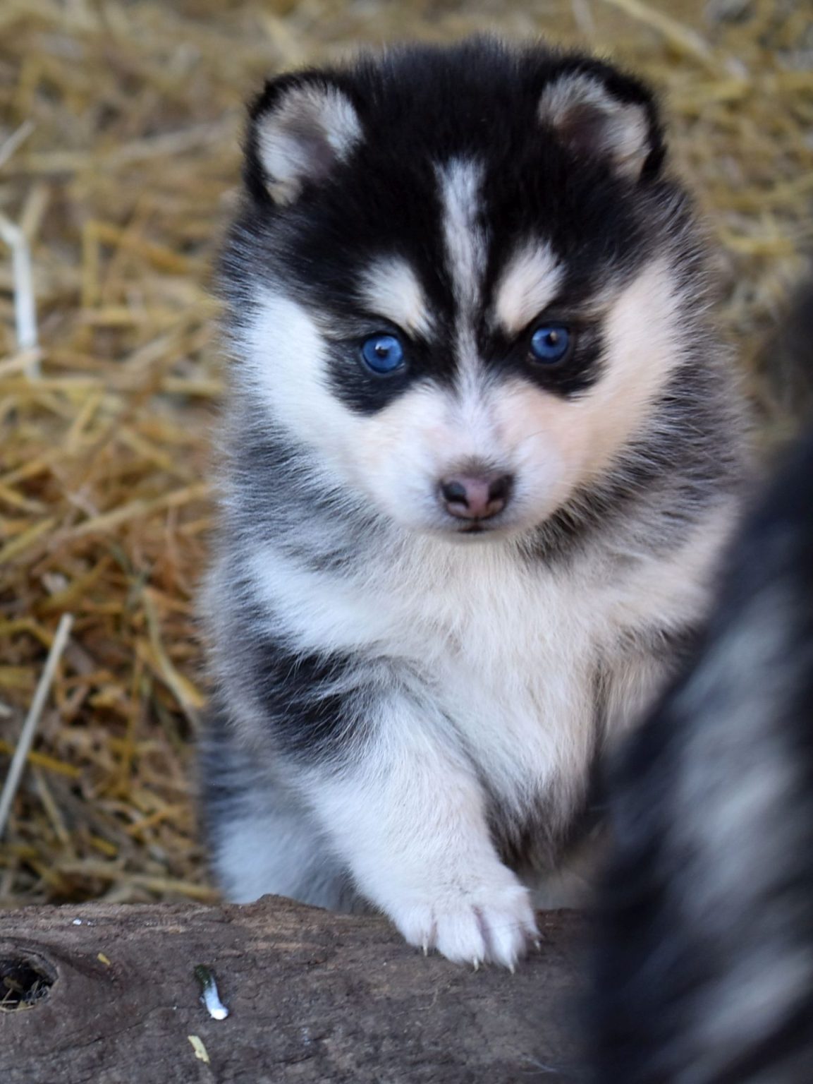 Chiots pomskys disponibles à vendre - L'Envol Pomsky
