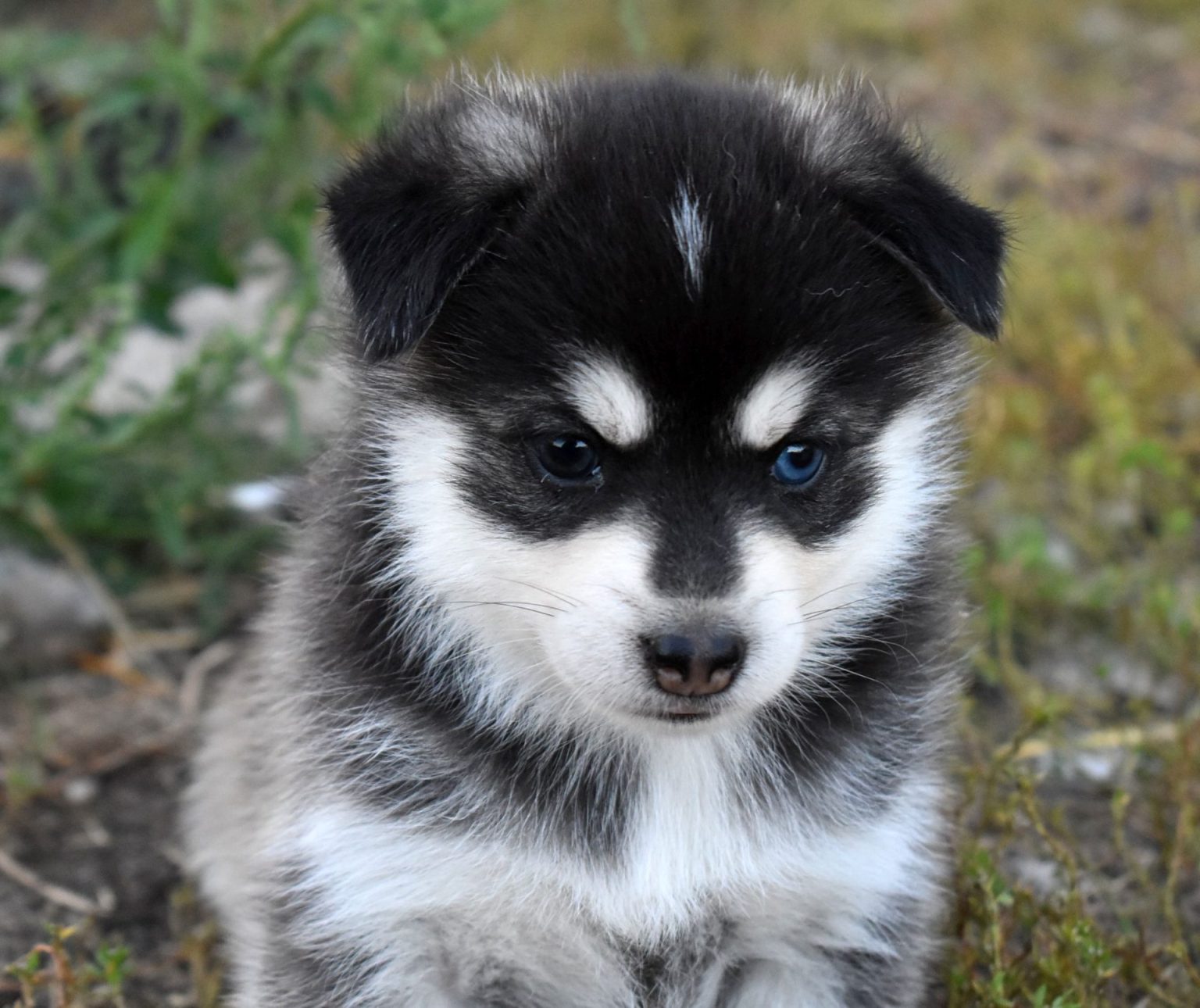 Chiots pomskys disponibles à vendre - L'Envol Pomsky