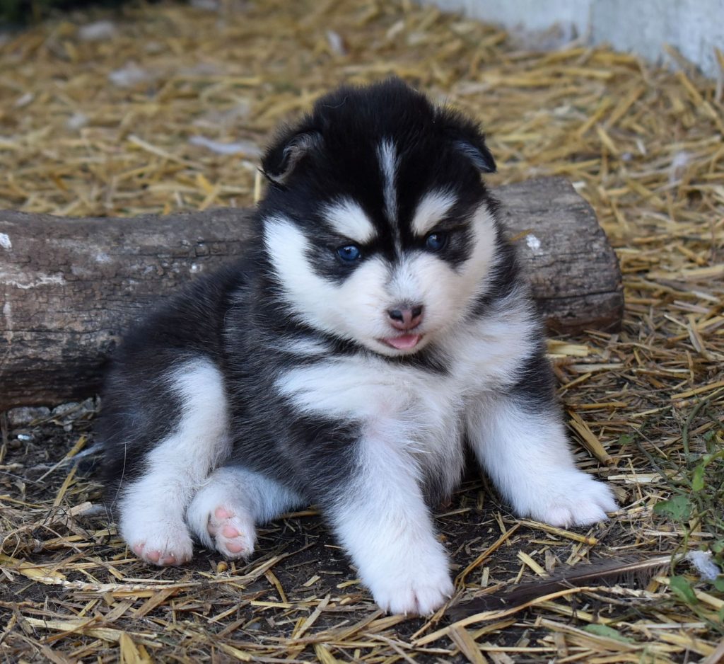Chiots pomskys disponibles à vendre - L'Envol Pomsky